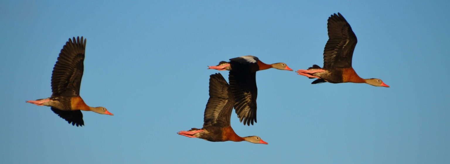 Wildlife Hospital - South Florida Wildlife Center