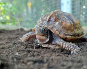 Ambassador Animal Program – South Florida Wildlife Center