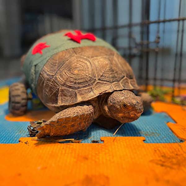 A Gopher Tortoise's Tale: Resilience and Creativity at South Florida ...