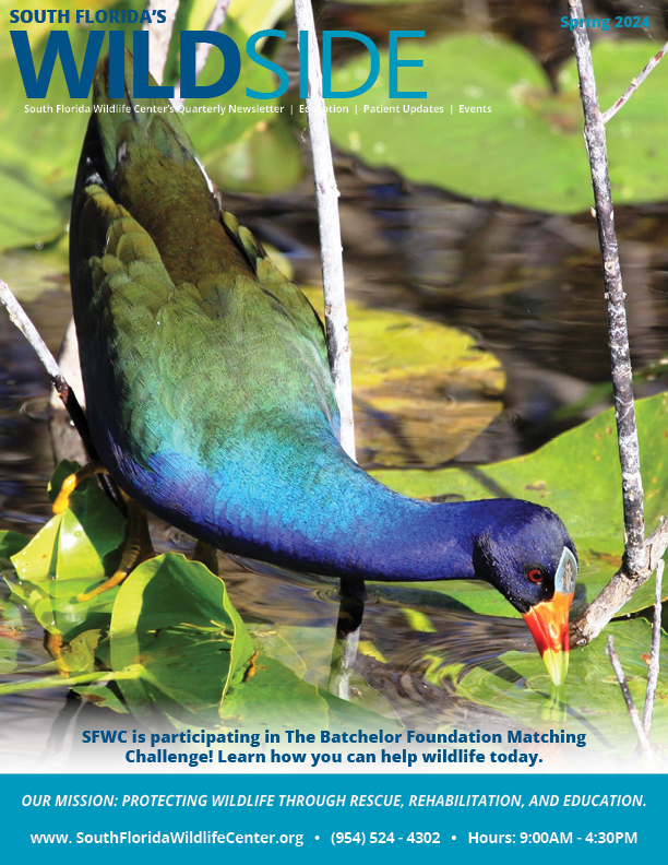 Spring 2024 Newsletter - South Florida Wildlife Center